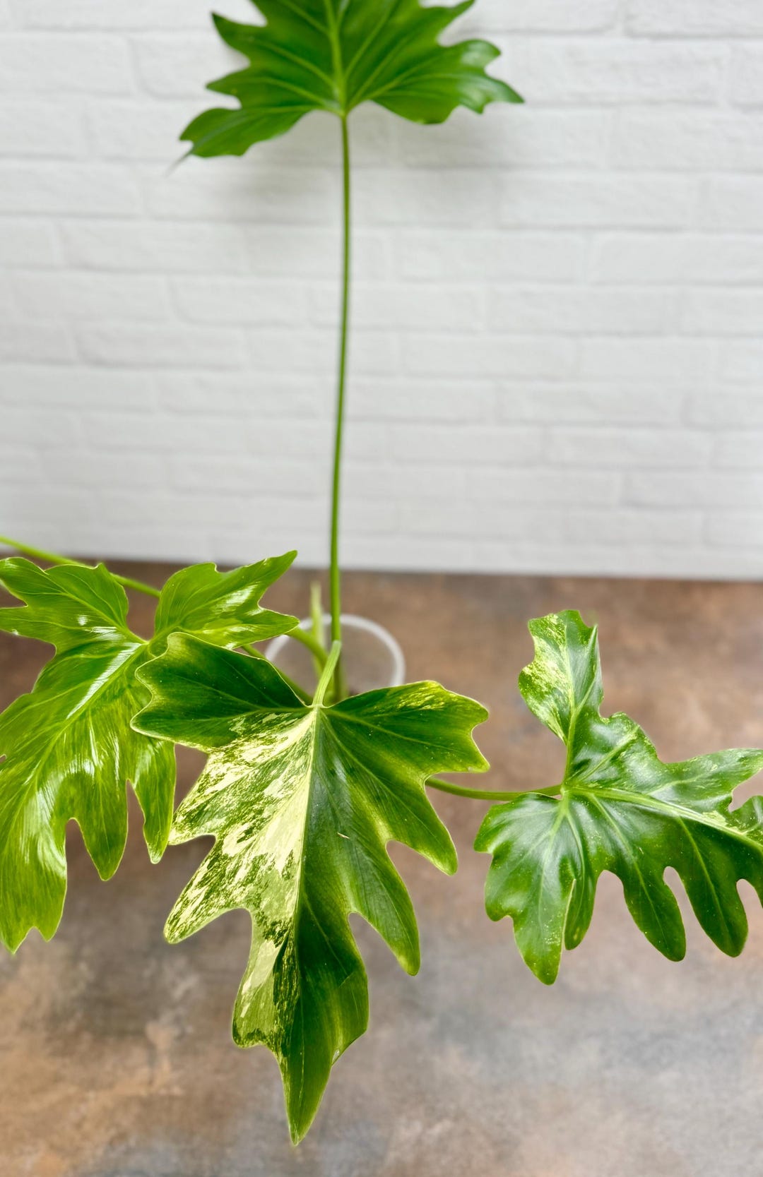 Philodendron Radiatum Variegated/thaumatophyllum Radiatum Variegata ...