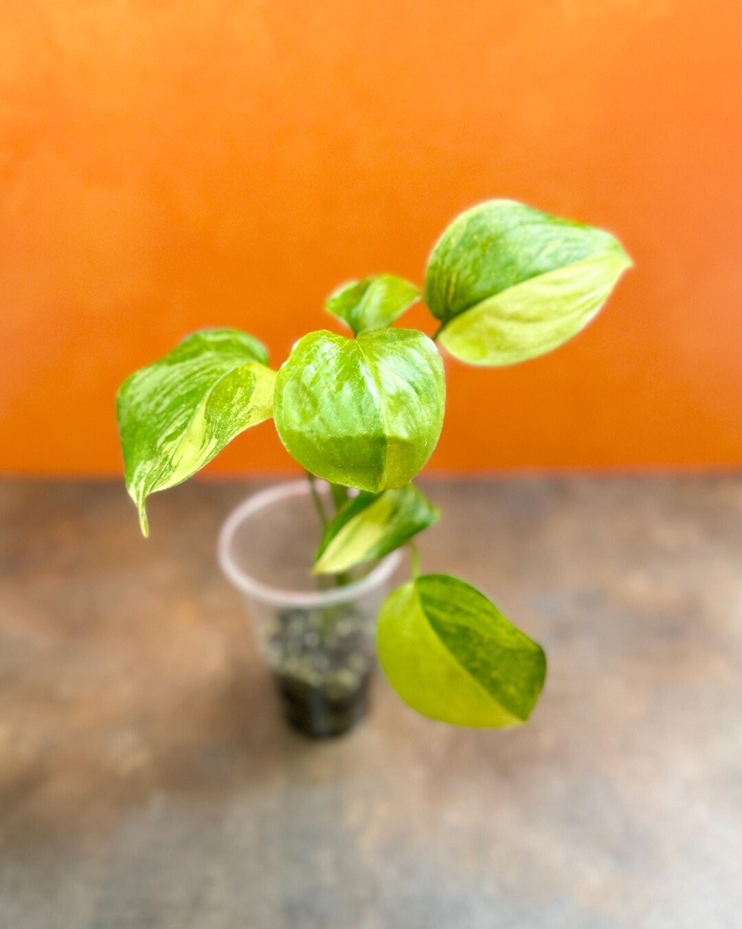 Scindapsus Blue Aurea, New Rare Plant Live Plant - Etsy