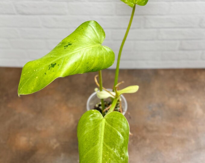 Philodendron Whipple Way Mottled | Rare Plant | Live Plant - Etsy