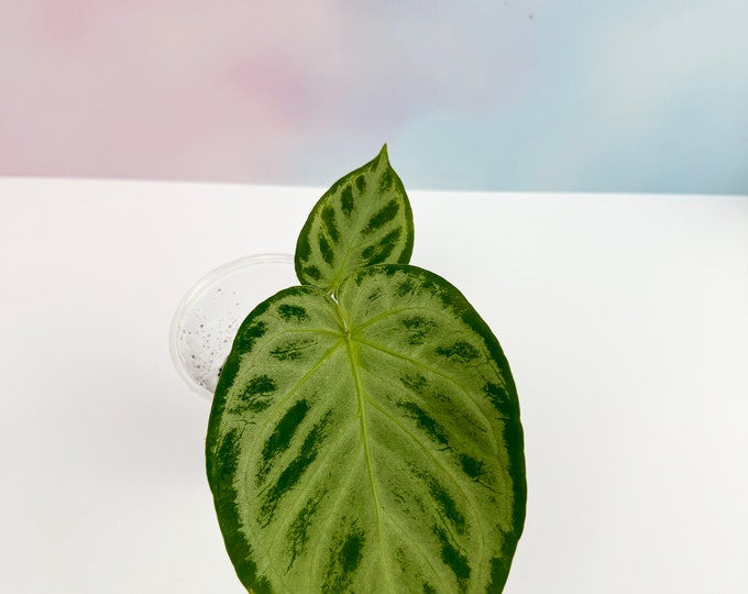 Anthurium Silver Chrome | Rare Plant | Live Plant - Etsy