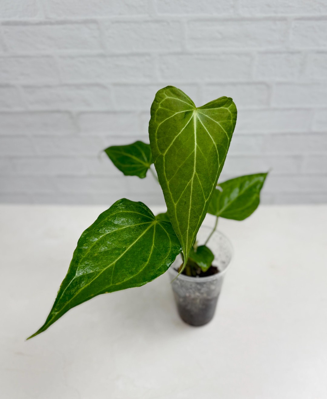 Anthurium Delta Force | Rare Plants | Live Plants - Etsy