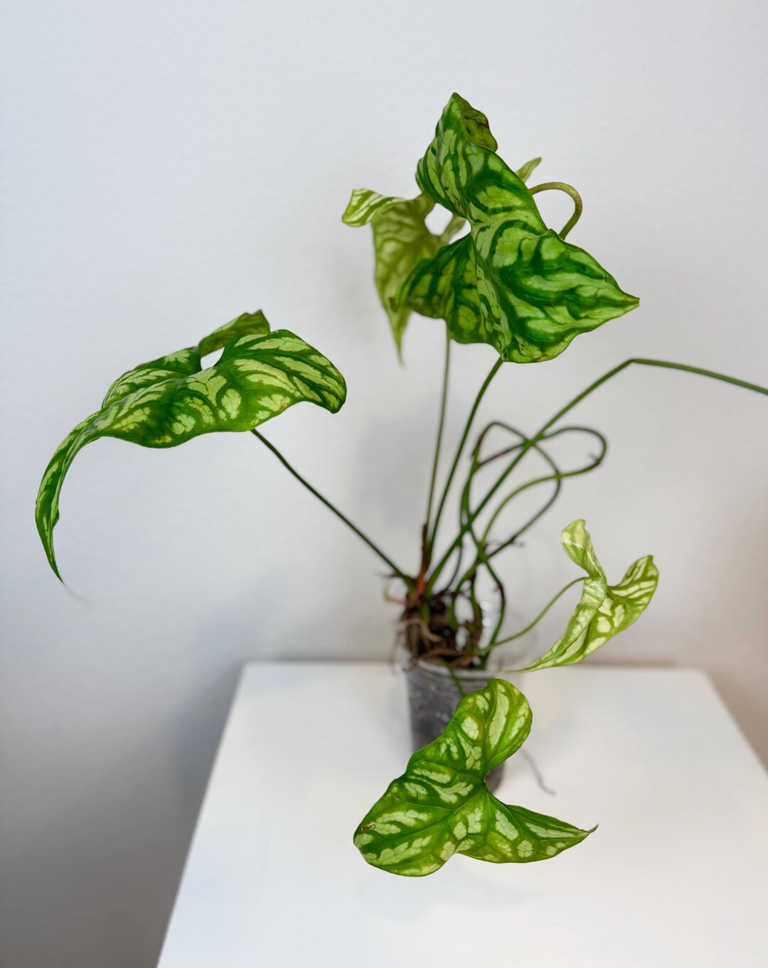 Cercestis Mirabilis Rare Plant Live Plant - Etsy