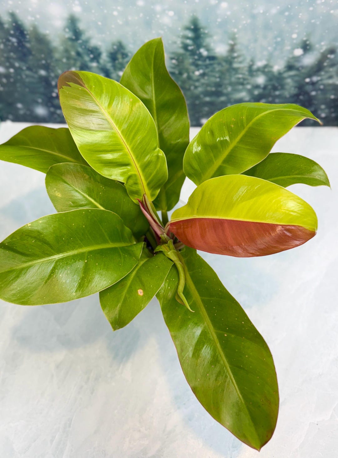 Philodendron Red Moon/yellow Flame | Rare Plants | Live Plants ...