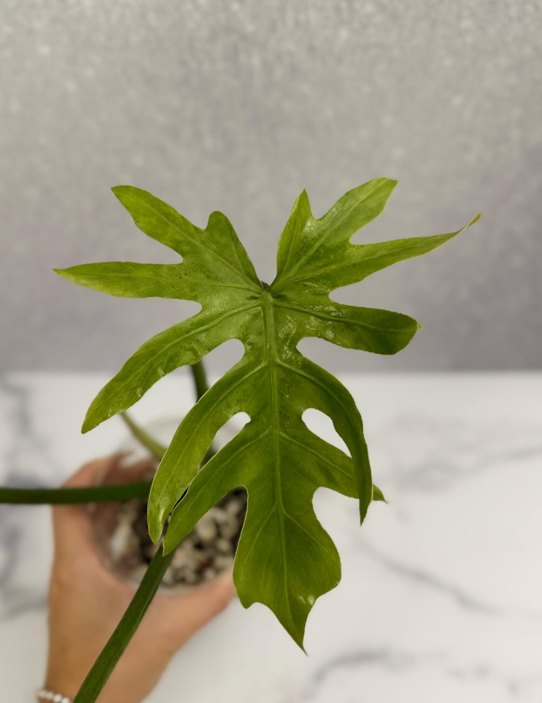 Philodendron Radiatum Variegated/thaumatophyllum Radiatum Variegata ...