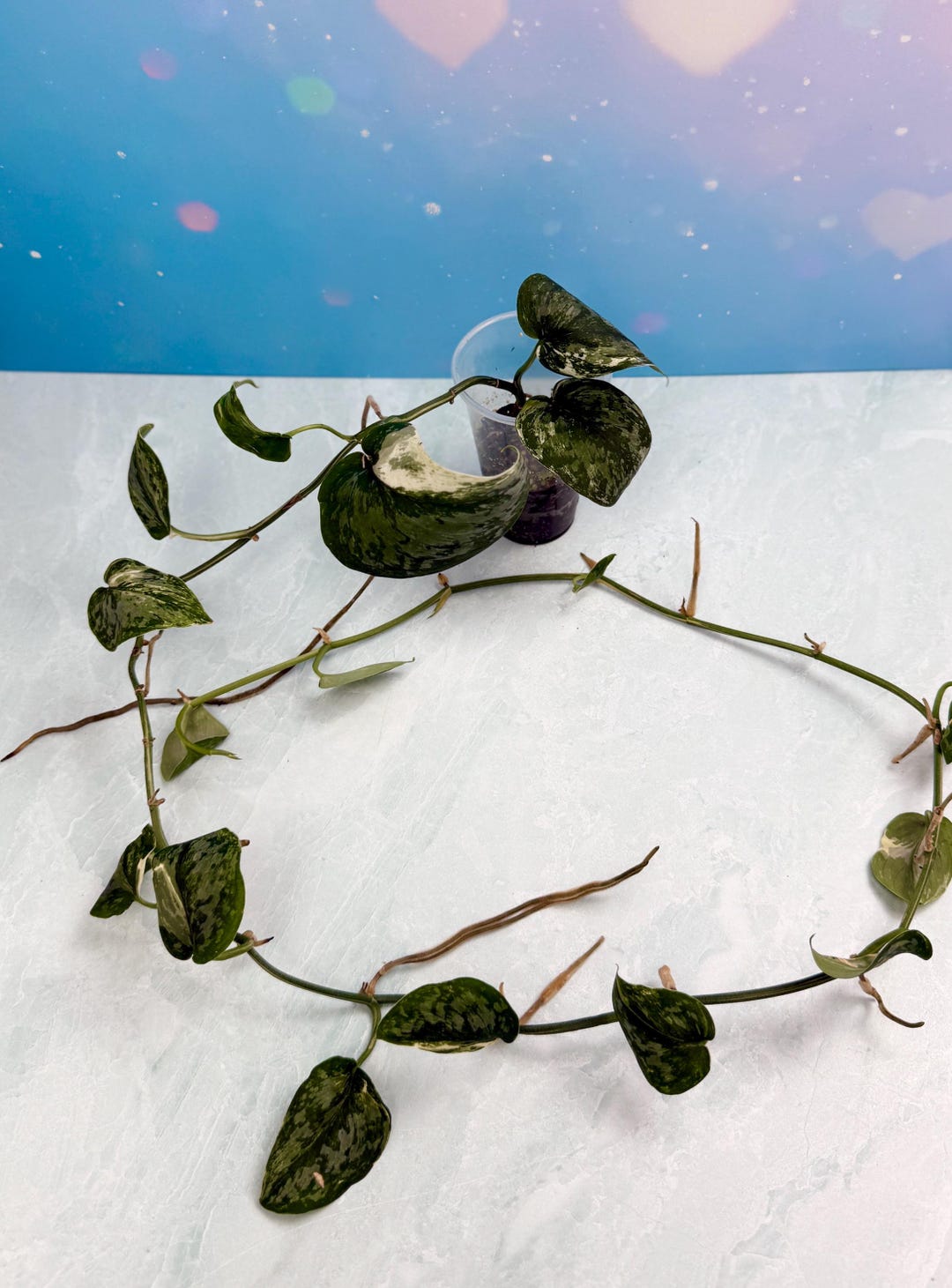 Scindapsus Halimoon Silver Splash Variegated | Rare Plant | Live Plant ...