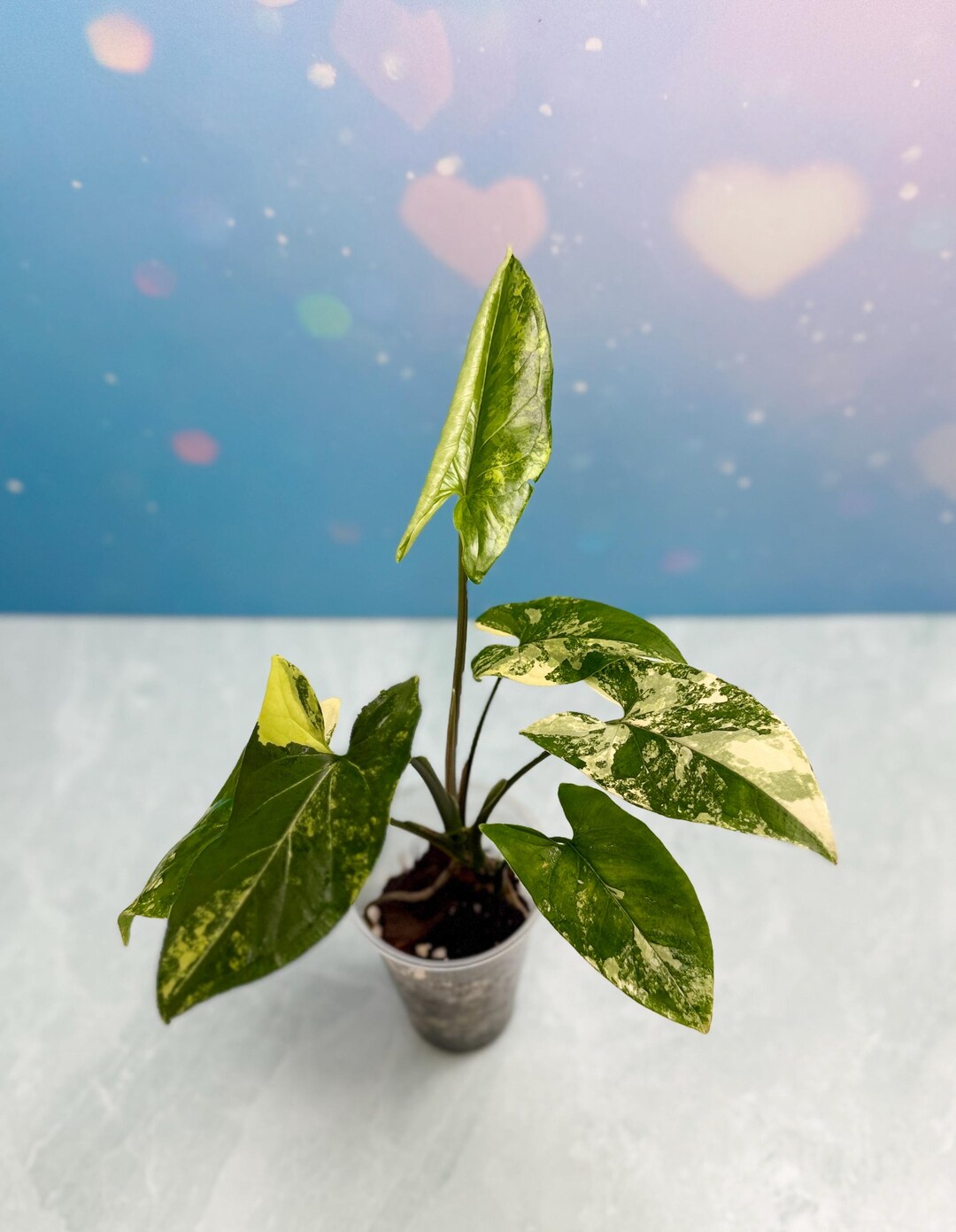 Syngonium Podophyllum Albo | Rare Plant | Live Plant - Etsy