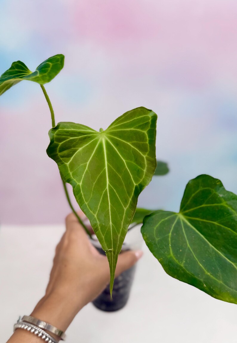 Anthurium Delta Force | Rare Plants | Live Plants - Etsy