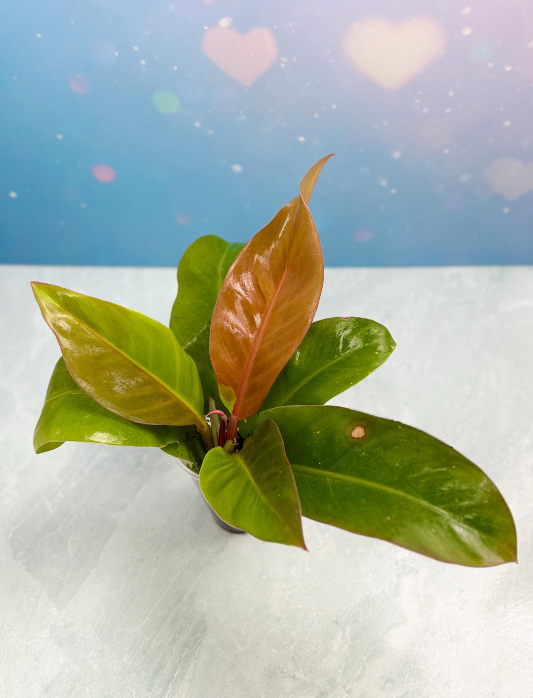Philodendron Red Moon/yellow Flame | Rare Plants | Live Plants ...
