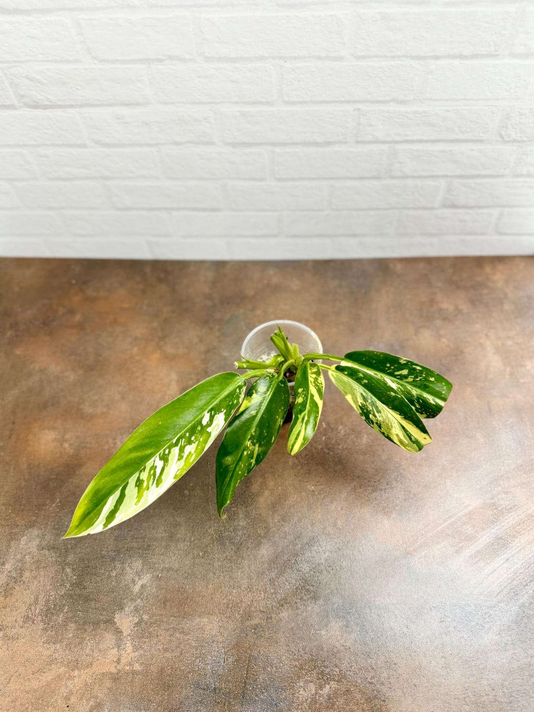 Variegated Philodendron Wend-imbe “marble” | Rare Plant | Live Plant - Etsy