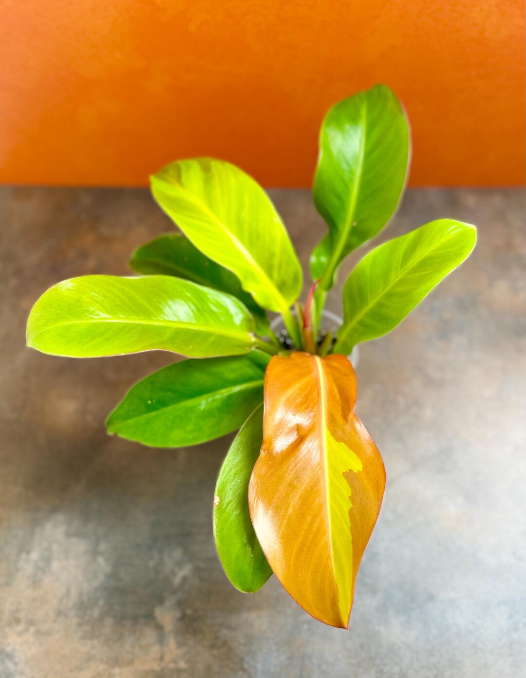 Philodendron Red Moon/yellow Flame Rare Plants Live Plants Variegated ...