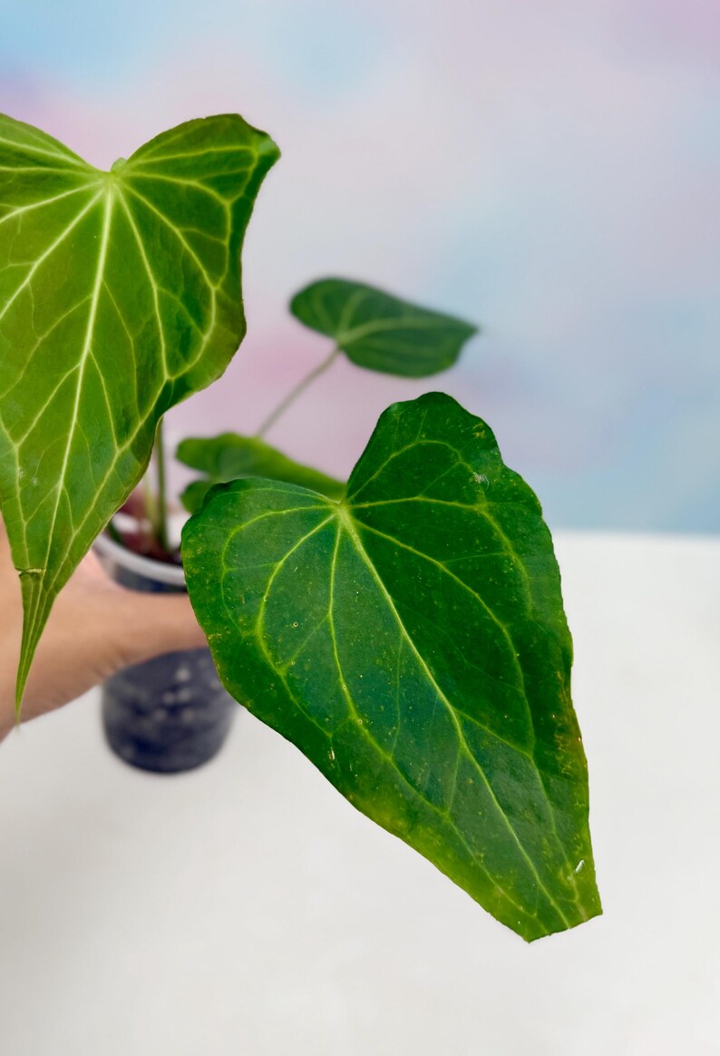 Anthurium Delta Force | Rare Plants | Live Plants - Etsy