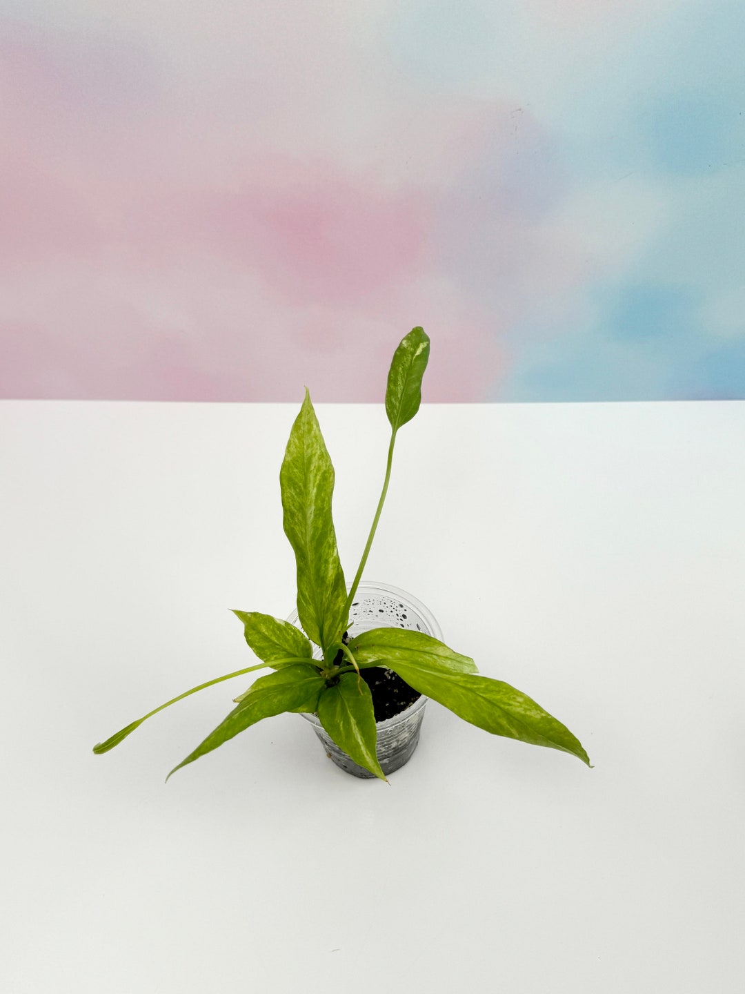 Anthurium Vittarifolium Variegated | Rare Plant | Live Plant - Etsy