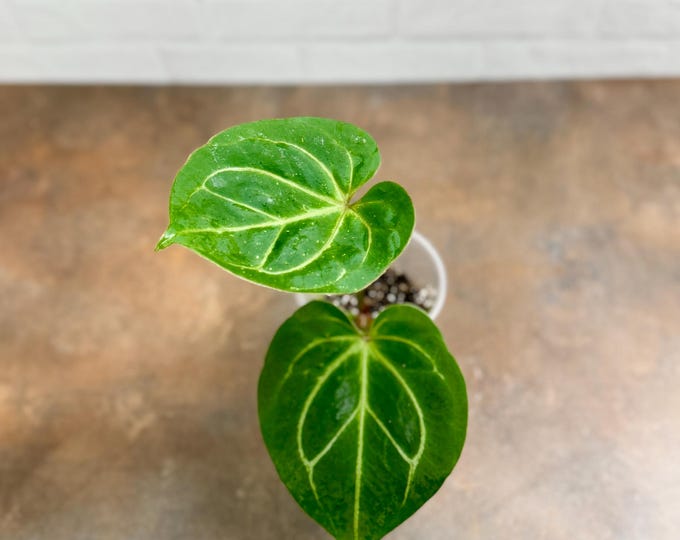 Anthurium HU King of Spades | Rare Plant | Live Plant - Etsy