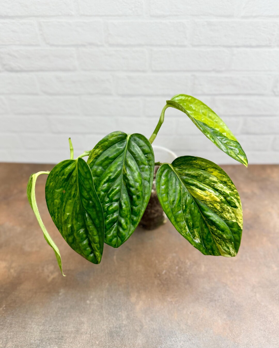 Monstera Peru Variegated Rare Plant Live Plant - Etsy
