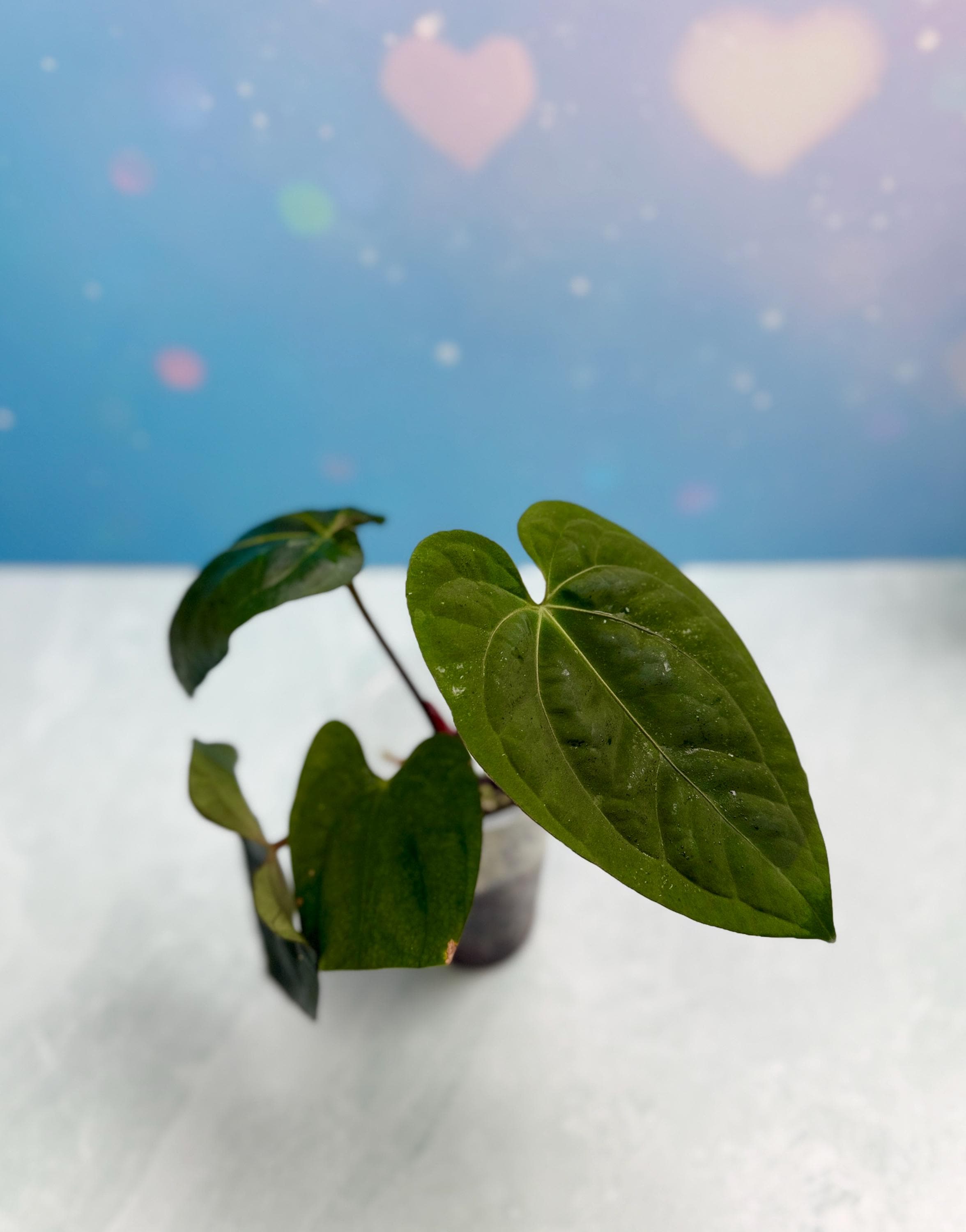 Anthurium Dark Phoenix - Etsy Anthurium Dark Phoenix - Etsy