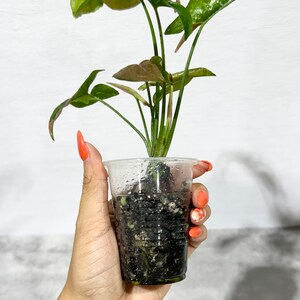 Syngonium Red Spot Tri-color Bushel of Plants Rare Plant Live Plant - Etsy
