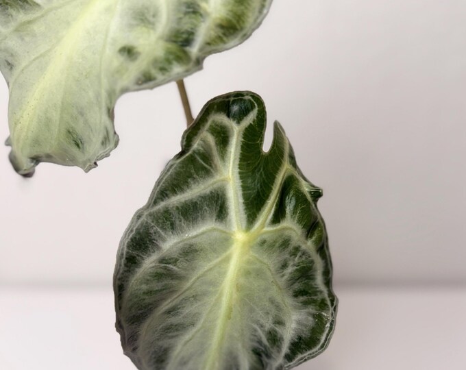 Alocasia Venom | Rare Plant | Live Plant - Etsy