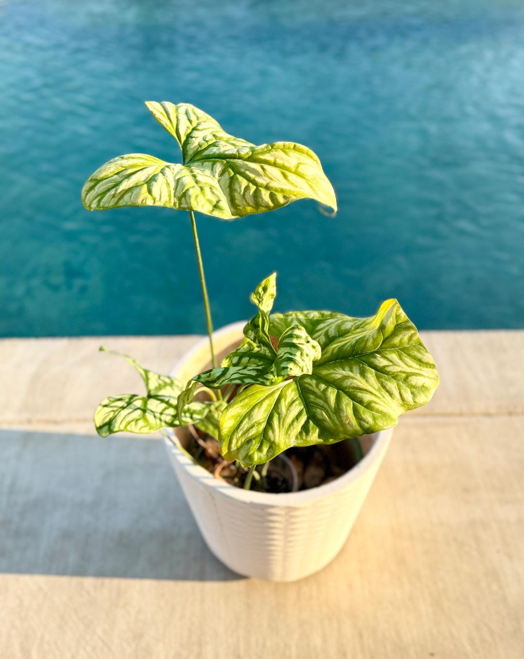 Cercestis Mirabilis Large | Rare Plant | Live Plant - Etsy