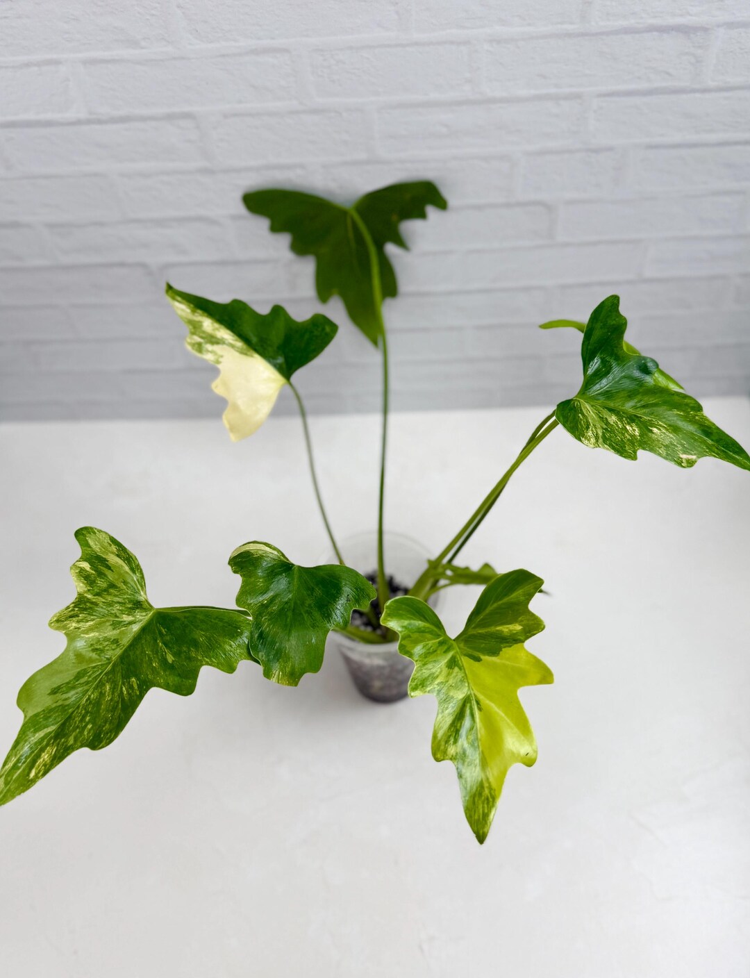 Philodendron Radiatum Variegated | Thaumatophyllum Radiatum Variegata ...