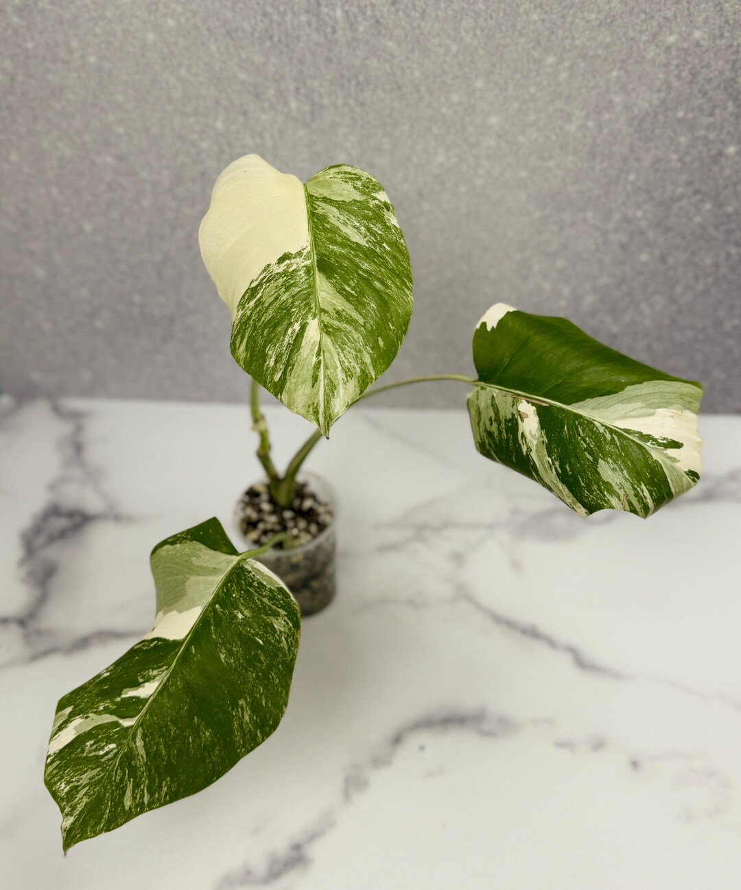 Monstera Borsigiana Albo Marble Variegation | Rare Plant | Live Plant ...
