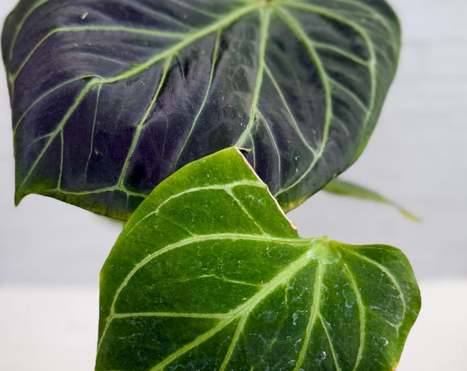 Anthurium HU King of Spades | Rare Plant | Live Plant - Etsy