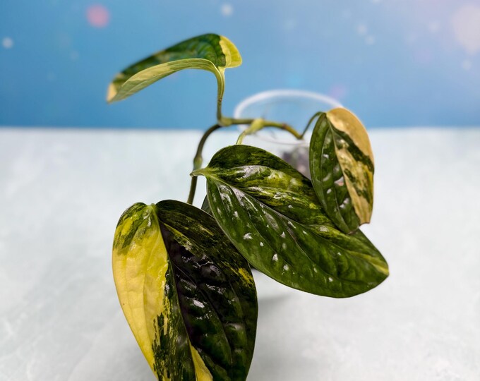 Monstera Peru Variegated | Rare Plant | Live Plant - Etsy