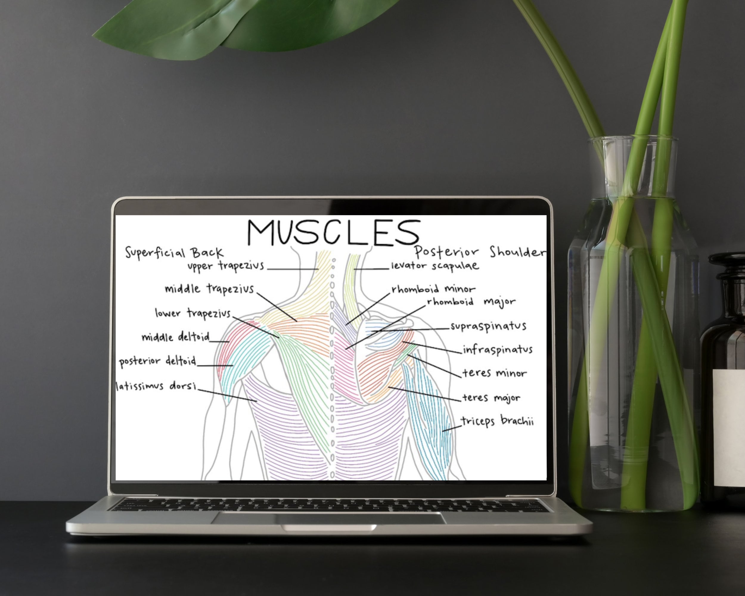Shoulder & Back Muscles (superficial and Deep) - Anatomy Hand Drawn ...