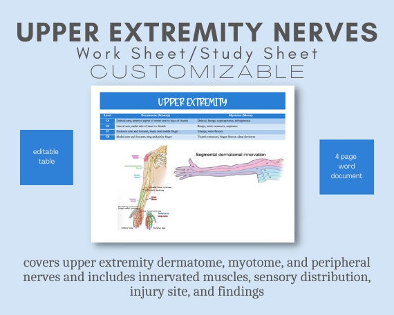 NPTE - Upper Extremity Nerves Study Guide on Dermatome, Myotome ...