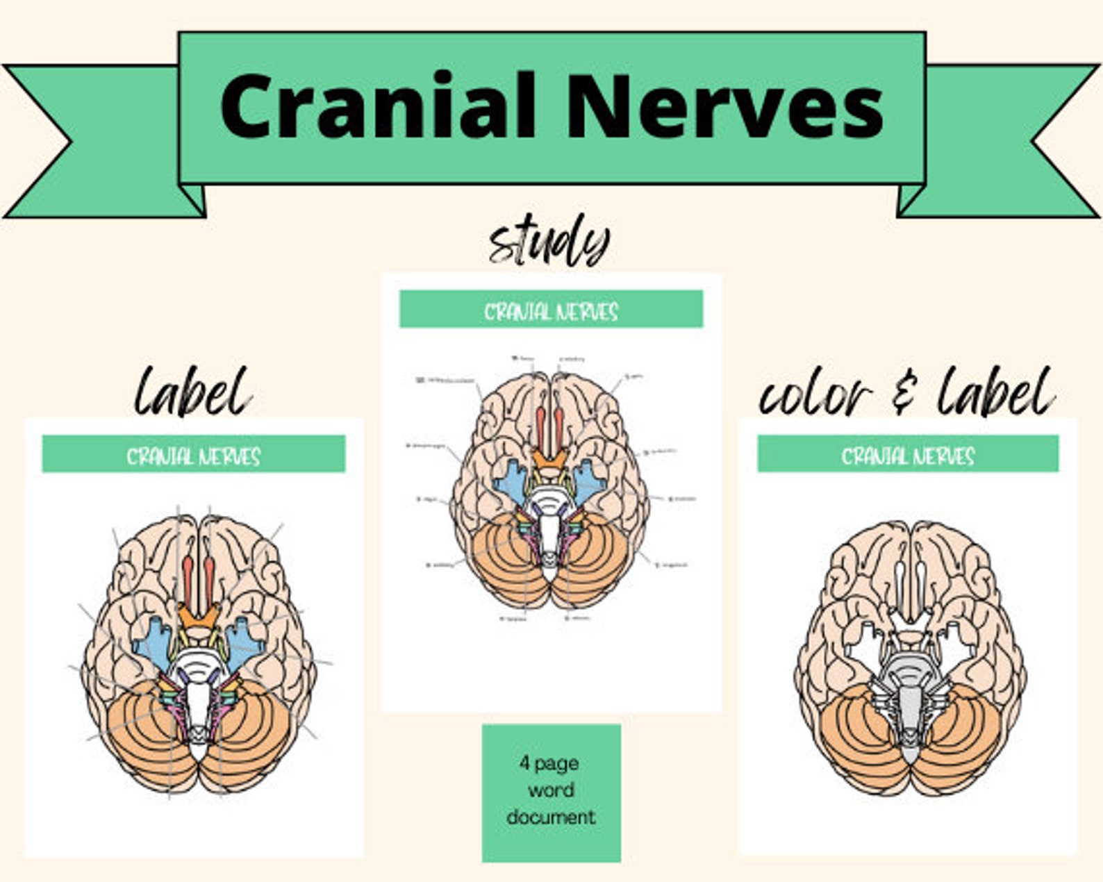 Cranial Nerves Study Guide Chart and Picture- Label, Color, Function ...
