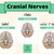 Cranial Nerves Study Guide Chart and Picture Label, Color, Function ...