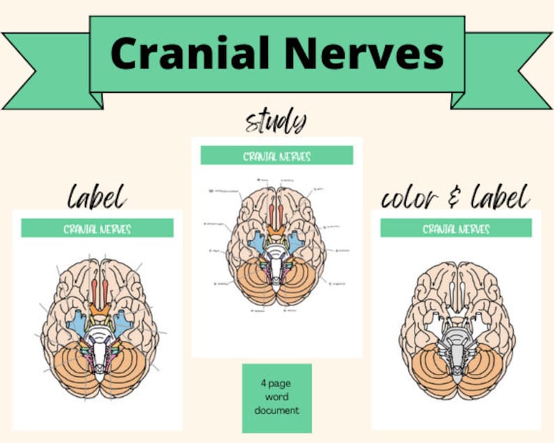 Cranial Nerves Study Guide Chart and Picture- Label, Color, Function ...