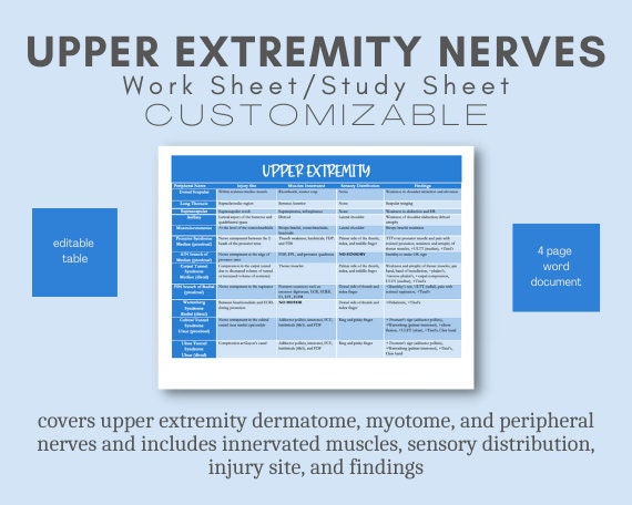 NPTE Upper Extremity Nerves Study Guide on Dermatome - Etsy