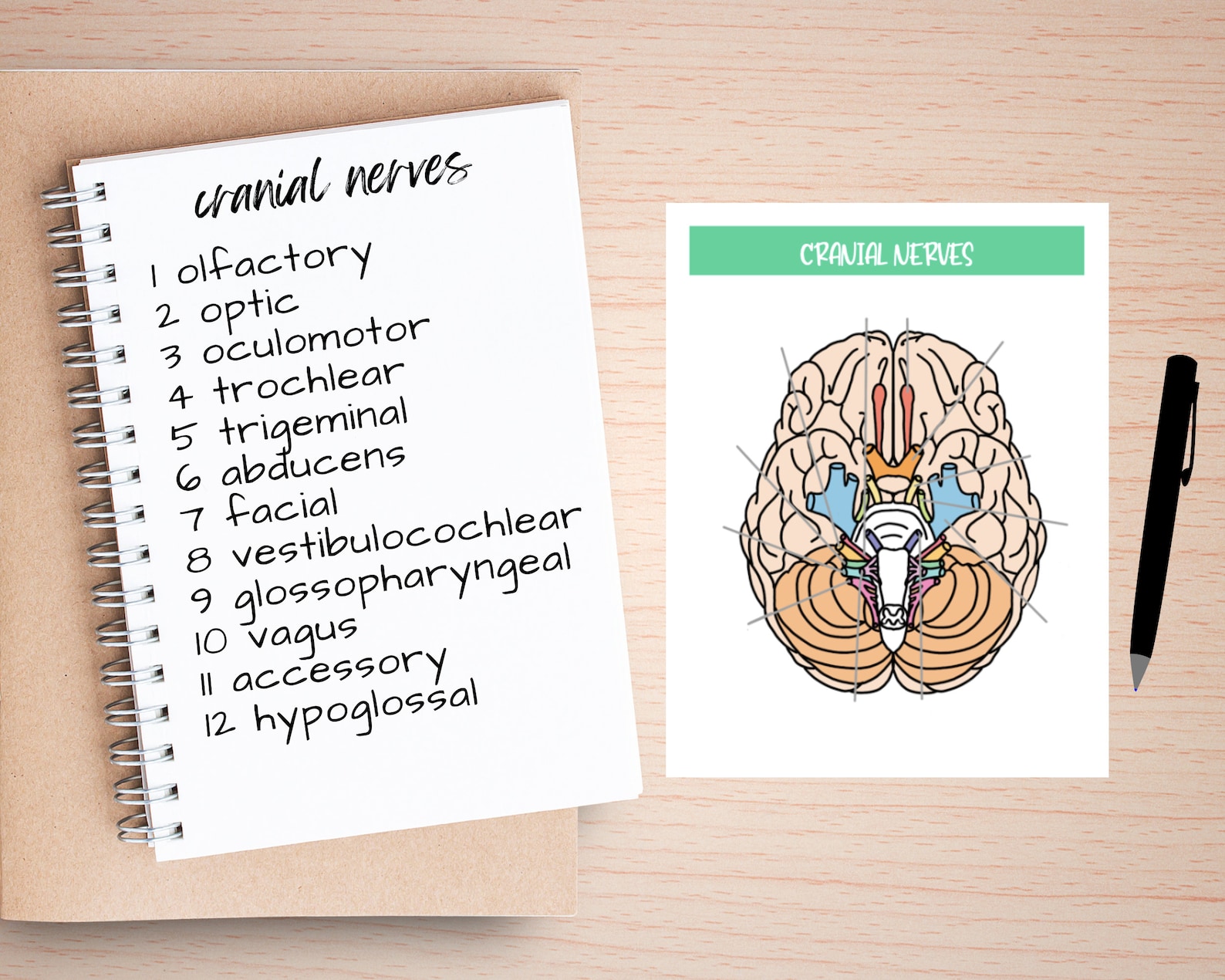 Cranial Nerves Study Guide Chart and Picture- Label, Color, Function ...