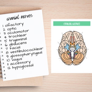 Cranial Nerves Study Guide Chart and Picture- Label, Color, Function ...