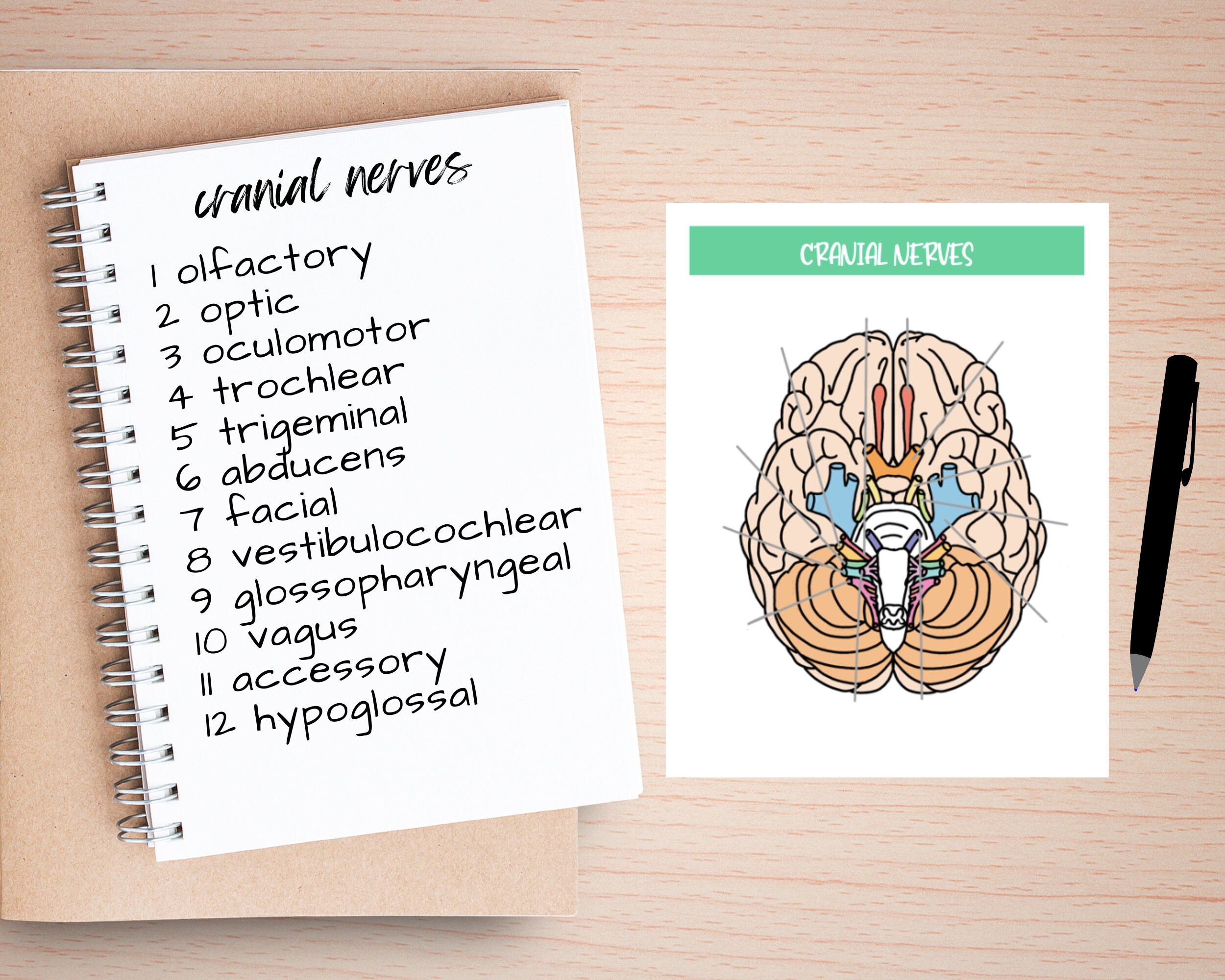 Cranial Nerves Study Guide Chart and Picture- Label, Color, Function ...