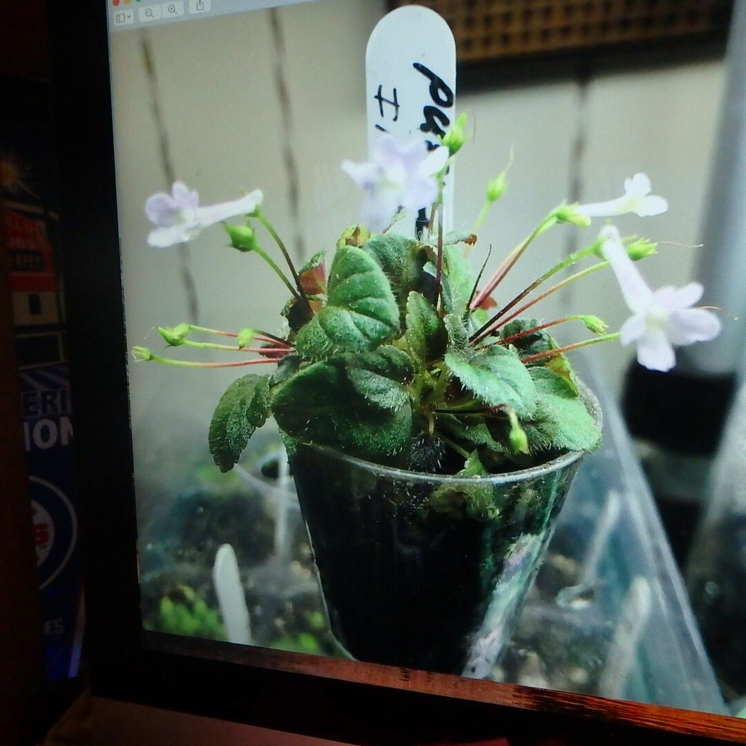 Sinningia Pusila Imbe in 1 1/2" Pot, Will Flower Later, Only USA ...