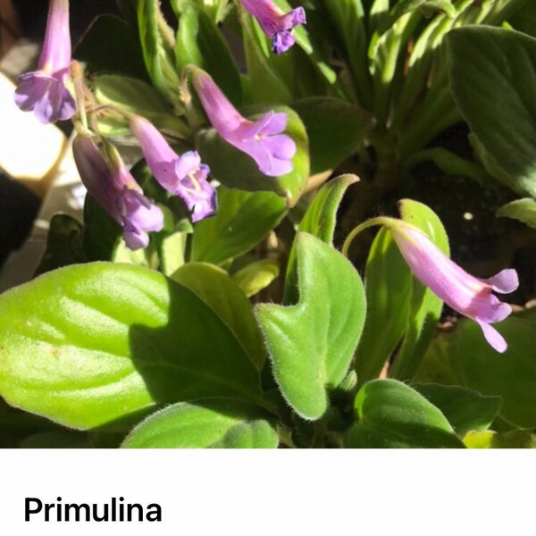 Primulina - Etsy