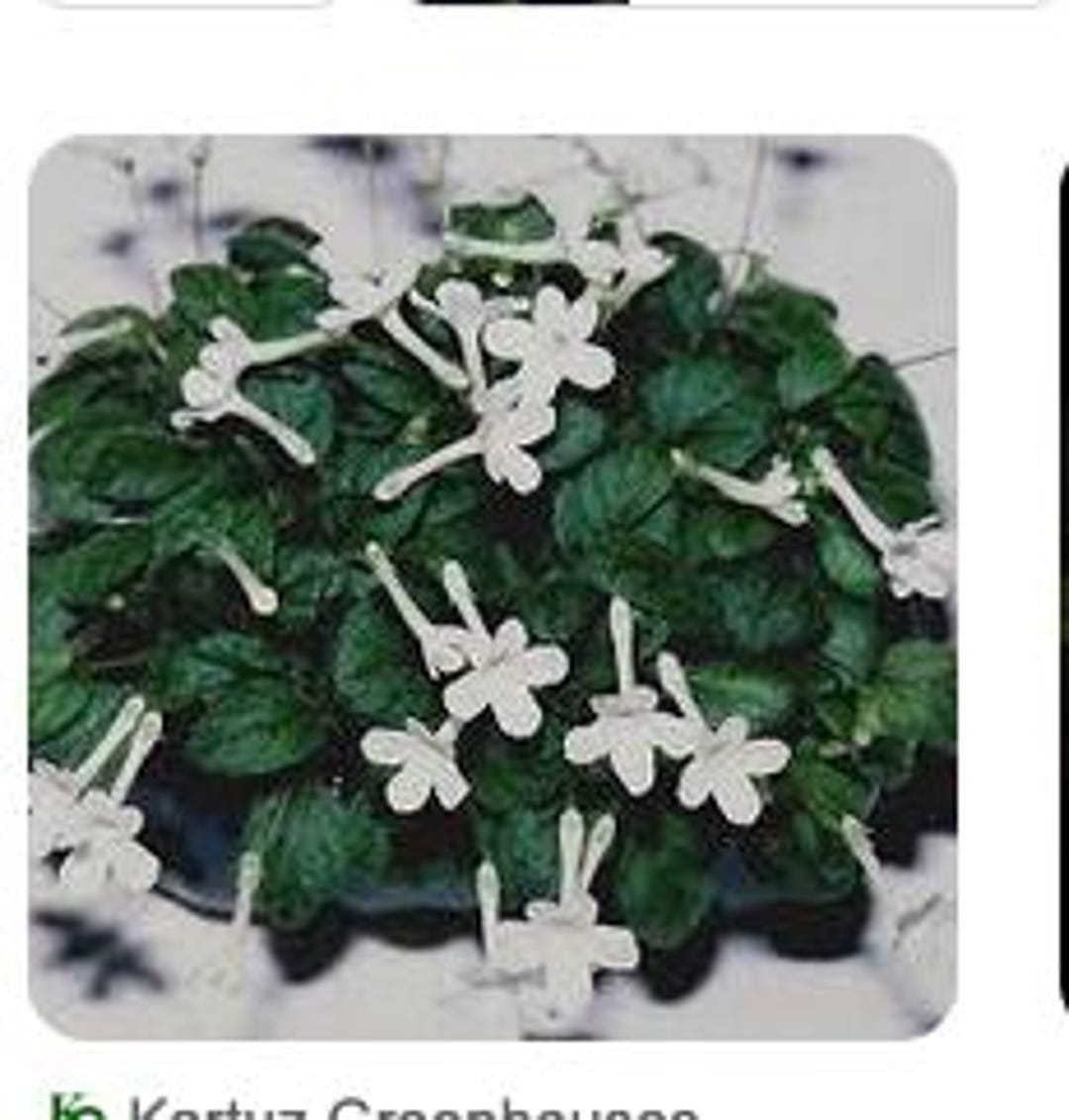 Sinningia Micro Mini white Sprite Tiny Potted Plant in 2 Pot, Adorable ...