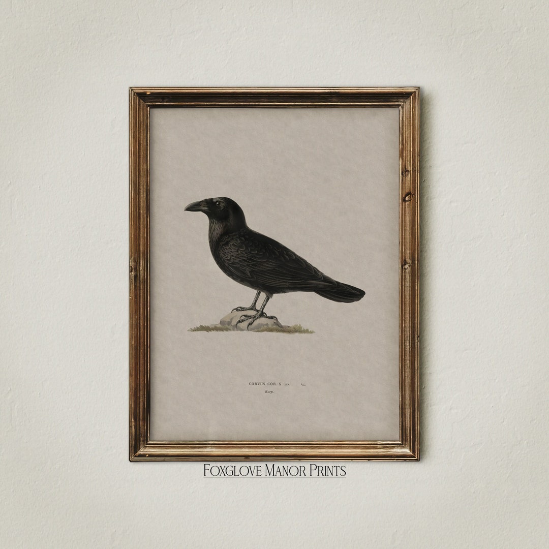 Vintage Crow Art Print | Moody Raven Illustration | Digital Printable ...