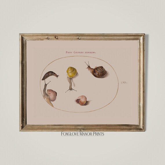 Vintage Snail Wall Art Digital Printable Download Light - Etsy