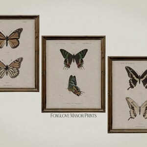 Cottagecore Butterfly Gallery Wall Art, Set of 3 Vintage Light Academia ...