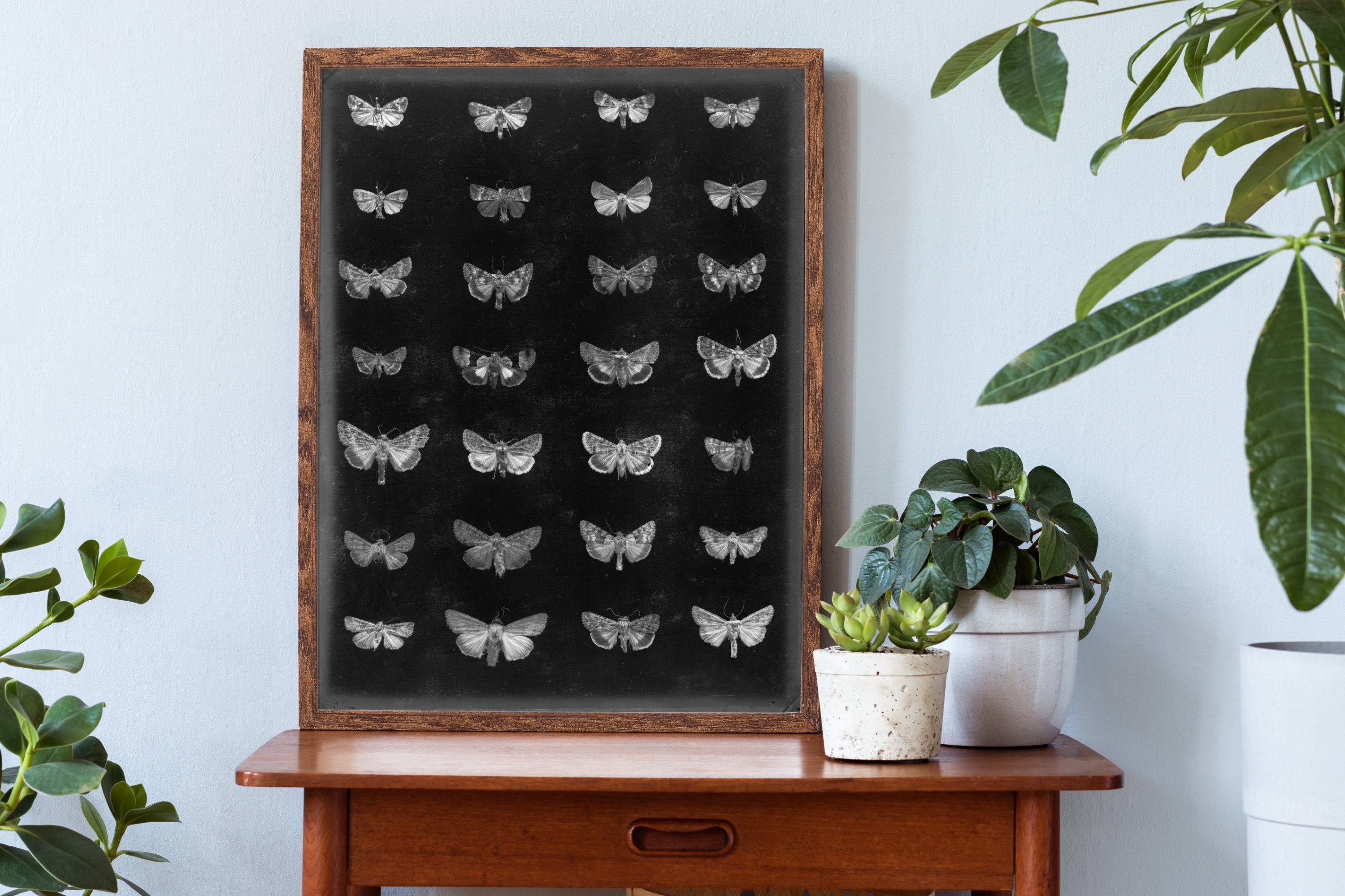 Dark Academia Moth Study, Vintage Scientific Art, Digital Printable ...