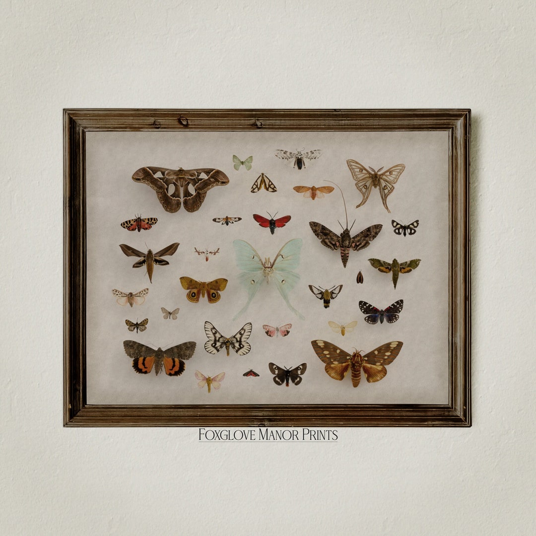 Moth Study Light Academia Art Print, Digital Printable Download, Moody ...