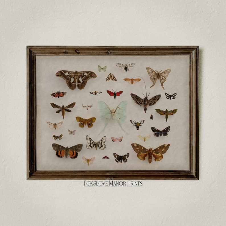 Moth Study Light Academia Art Print Digital Printable - Etsy