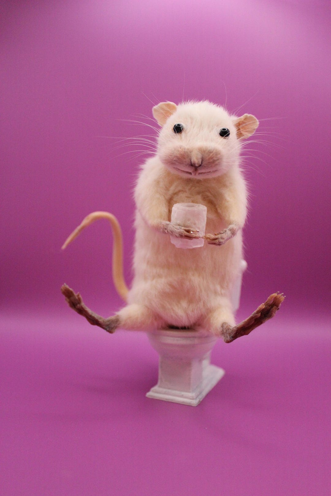 Little Cute Toilet Rat Mouse Taxidermy Curiosity Cute Oddities - Etsy