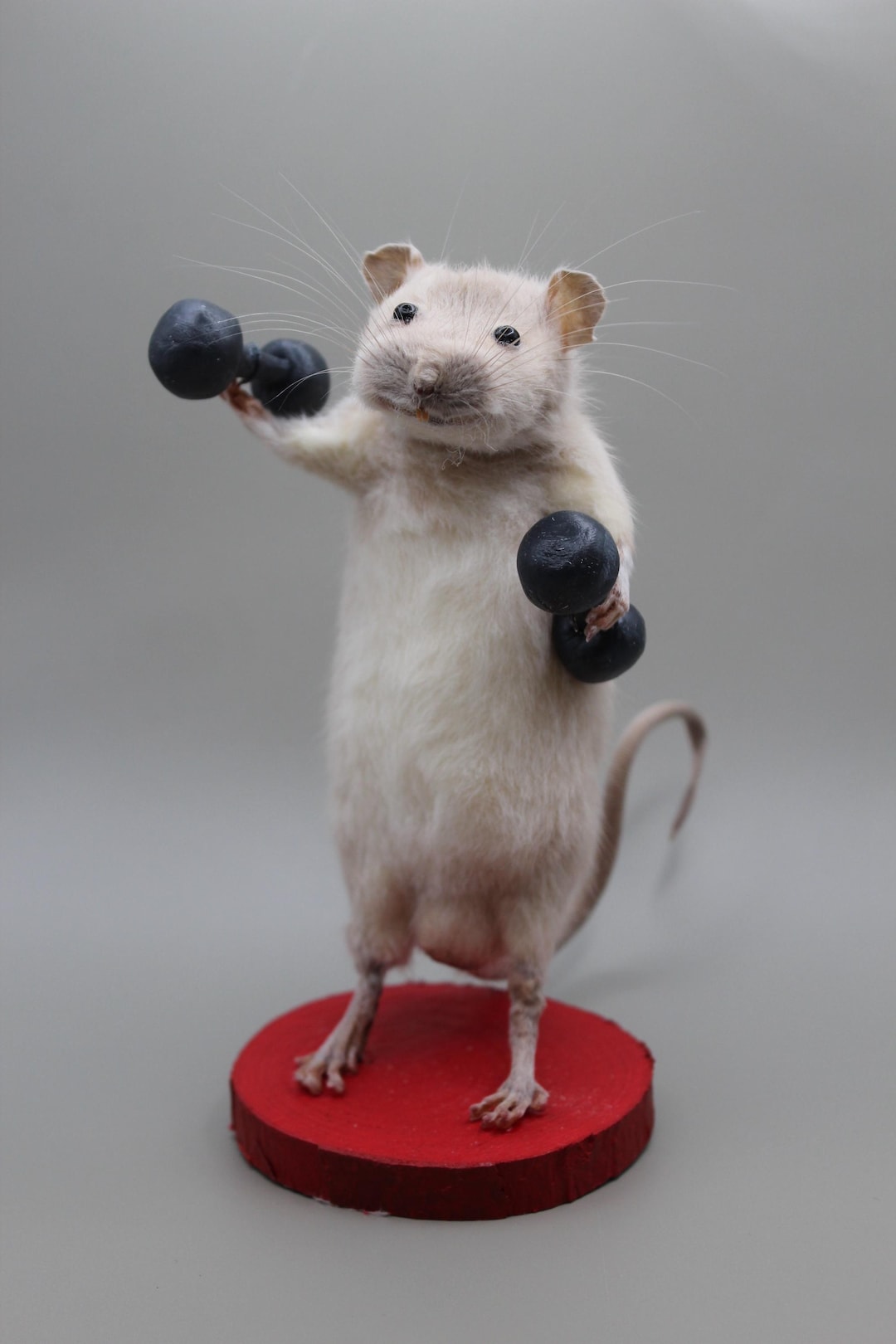 Taxidermy Rat Gym Buddy Oddities Curiosity - Etsy