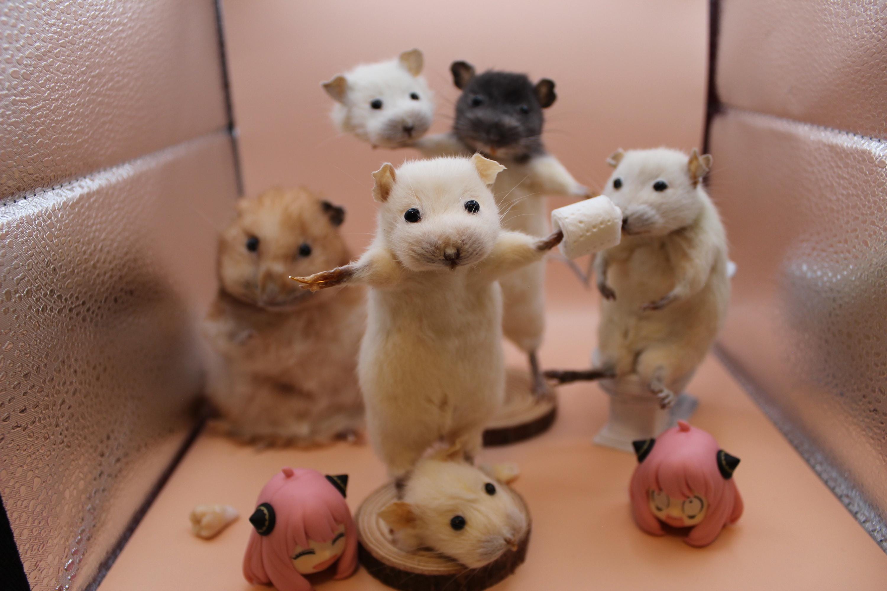Cute Oddities Curiosity Standing Rat Holding Heads Taxidermy - Etsy