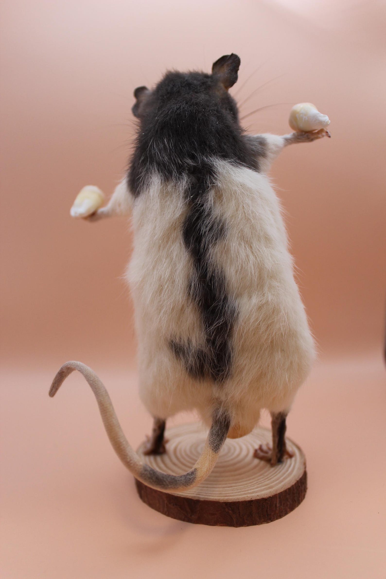 Cute Oddities Curiosity Standing Rat Holding Heads Taxidermy - Etsy