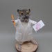 Cute Oddities Taxidermy Curiosity Doctor Rat - Etsy