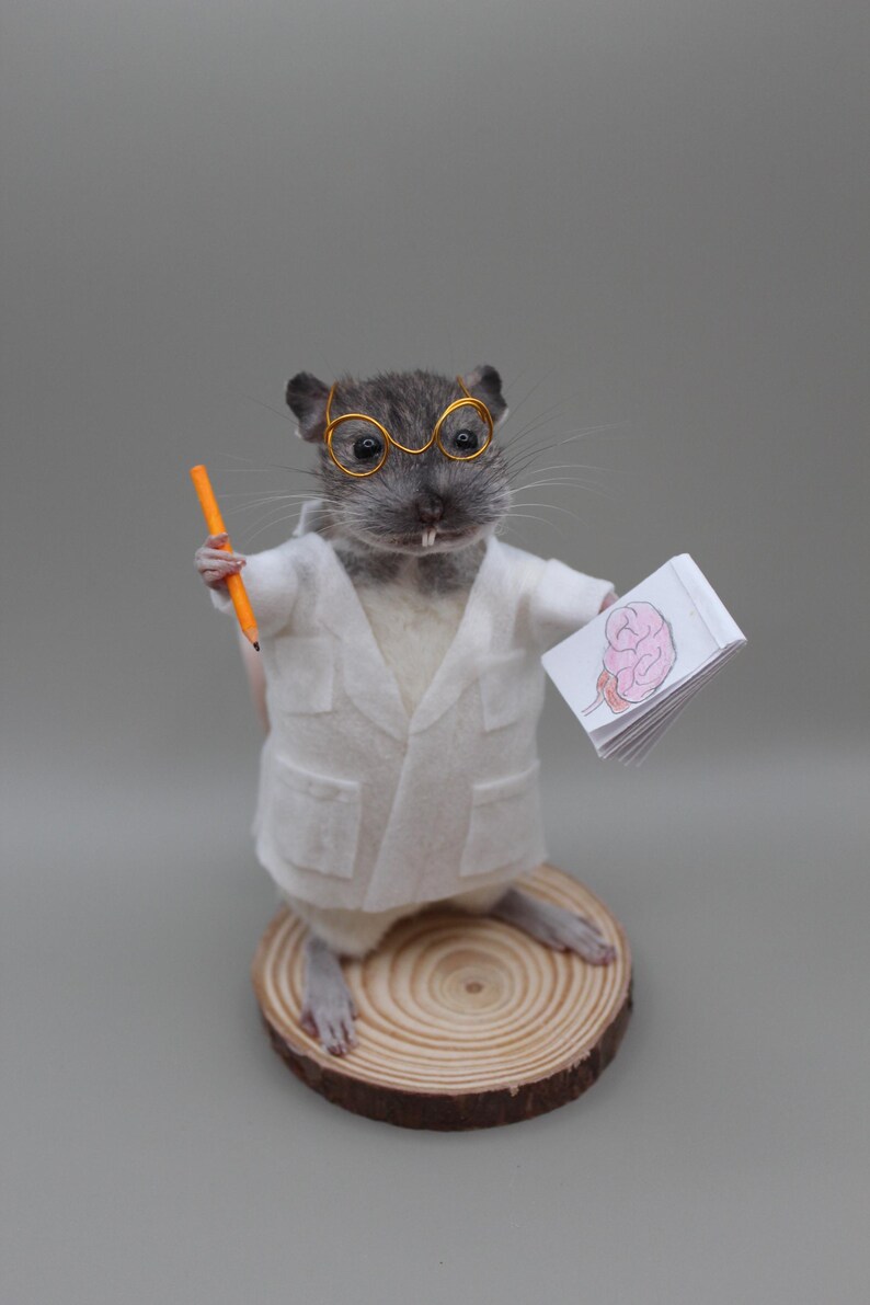 Cute Oddities Taxidermy Curiosity Doctor Rat - Etsy